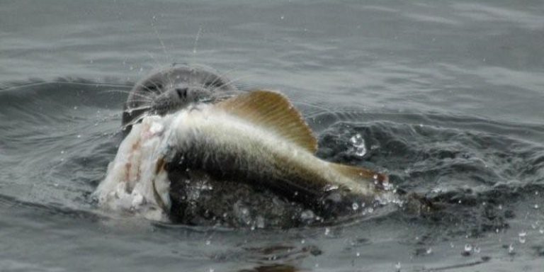Industry Experts Weigh in on Impact of Seals on Cod Stocks | VOCM