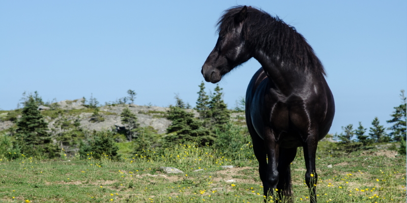 Newfoundland Pony Society Hopes to Secure New Park to Bolster ...