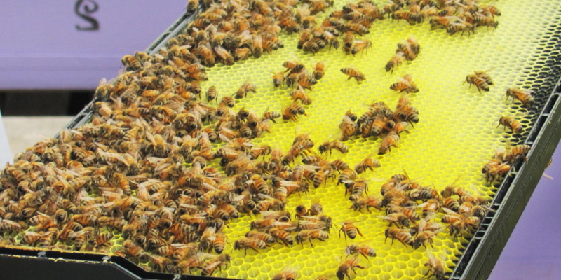 Honeybee Swarming Season Now Underway | VOCM